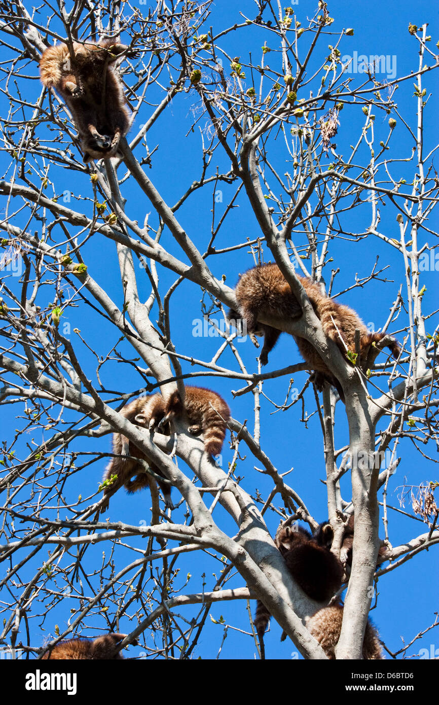 Common raccoon frog hi-res stock photography and images - Alamy