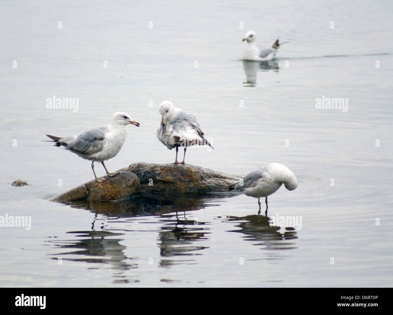 Seagulls on a rock Stock Photo - Alamy