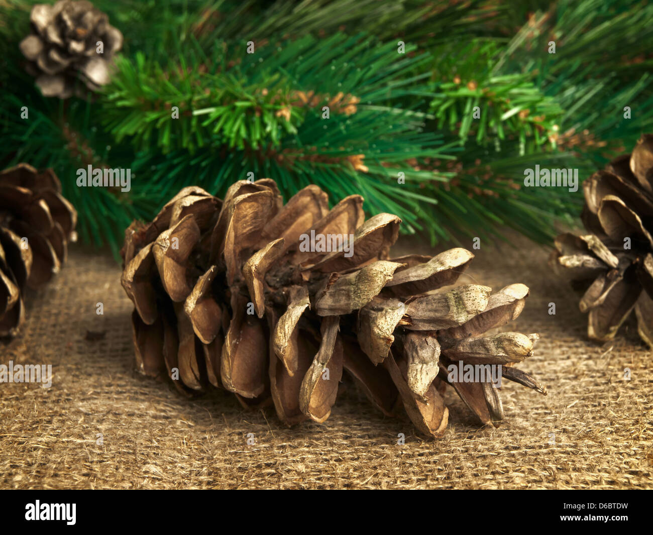 Fur tree cones hi-res stock photography and images - Alamy