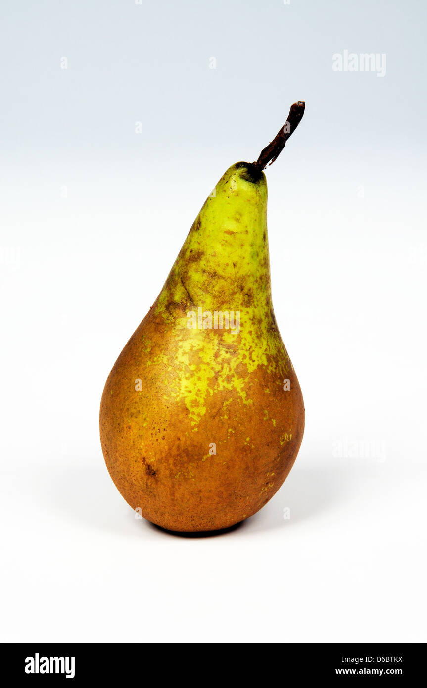 Conference Pear against a white background Stock Photo - Alamy