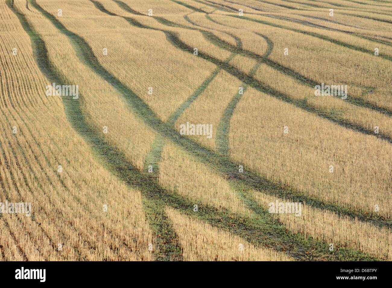 A network of tractor paths running through a field of cut crops on the ...
