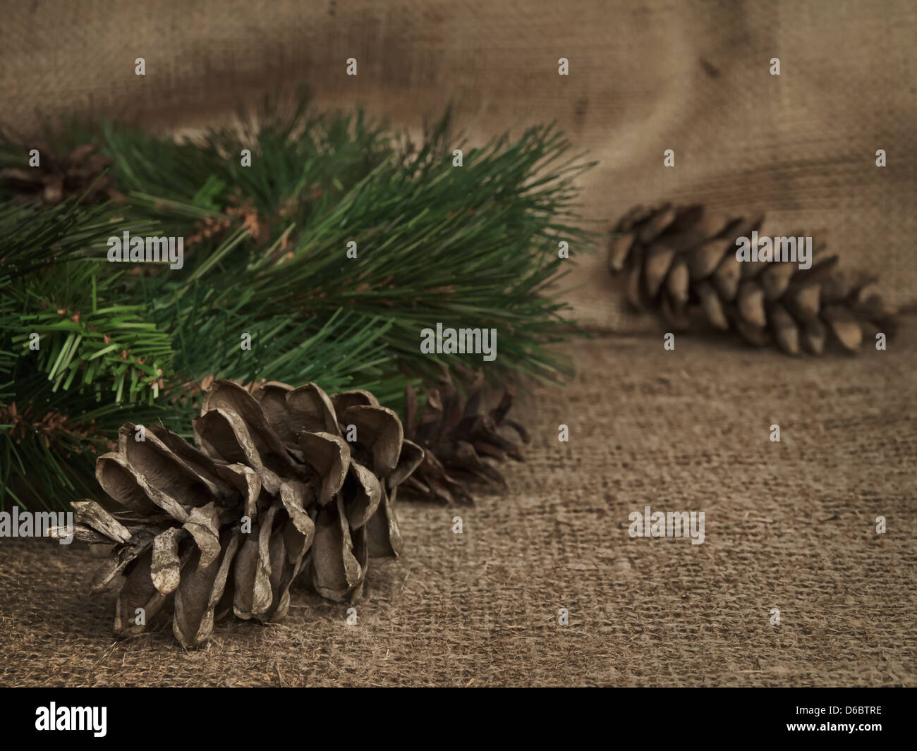 Fur tree cones hi-res stock photography and images - Alamy