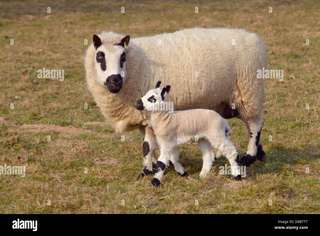 Kerry hill sheep hi-res stock photography and images - Alamy
