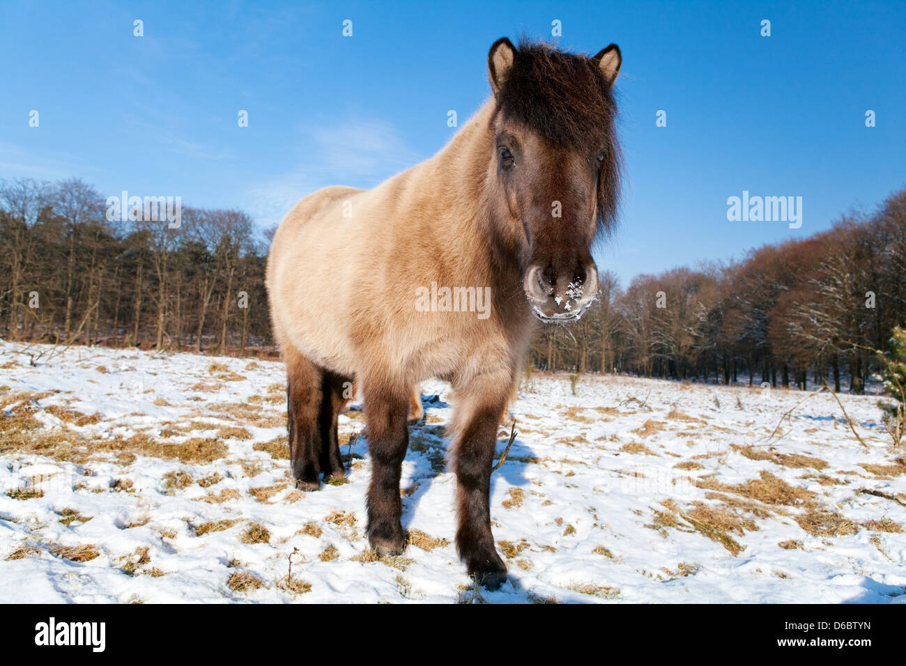 Season pony hi-res stock photography and images - Alamy