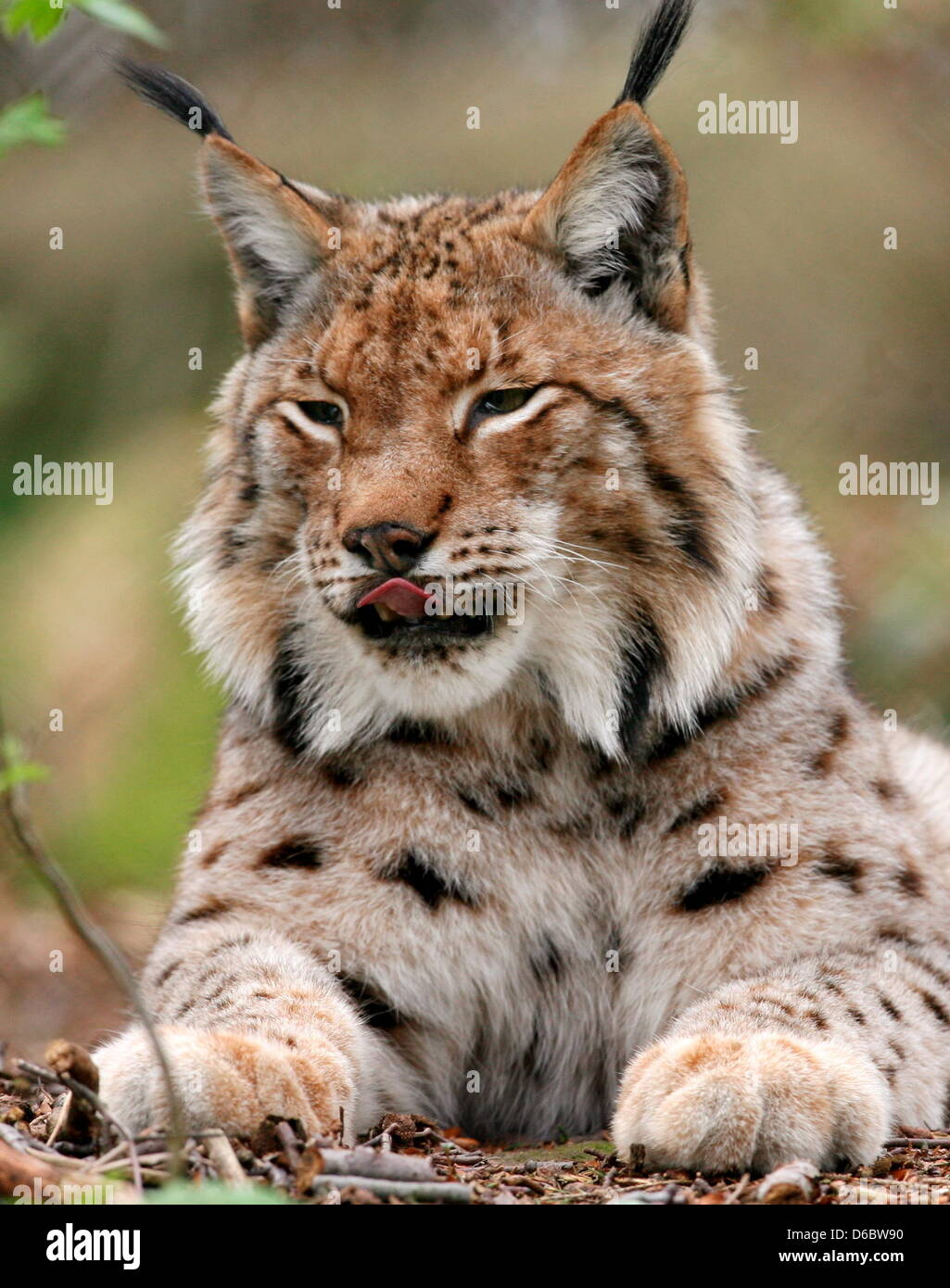 Conservation organisation hi-res stock photography and images - Alamy