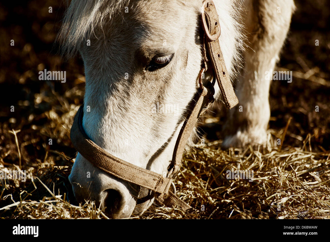 Pony horse eating Stock Photo - Alamy