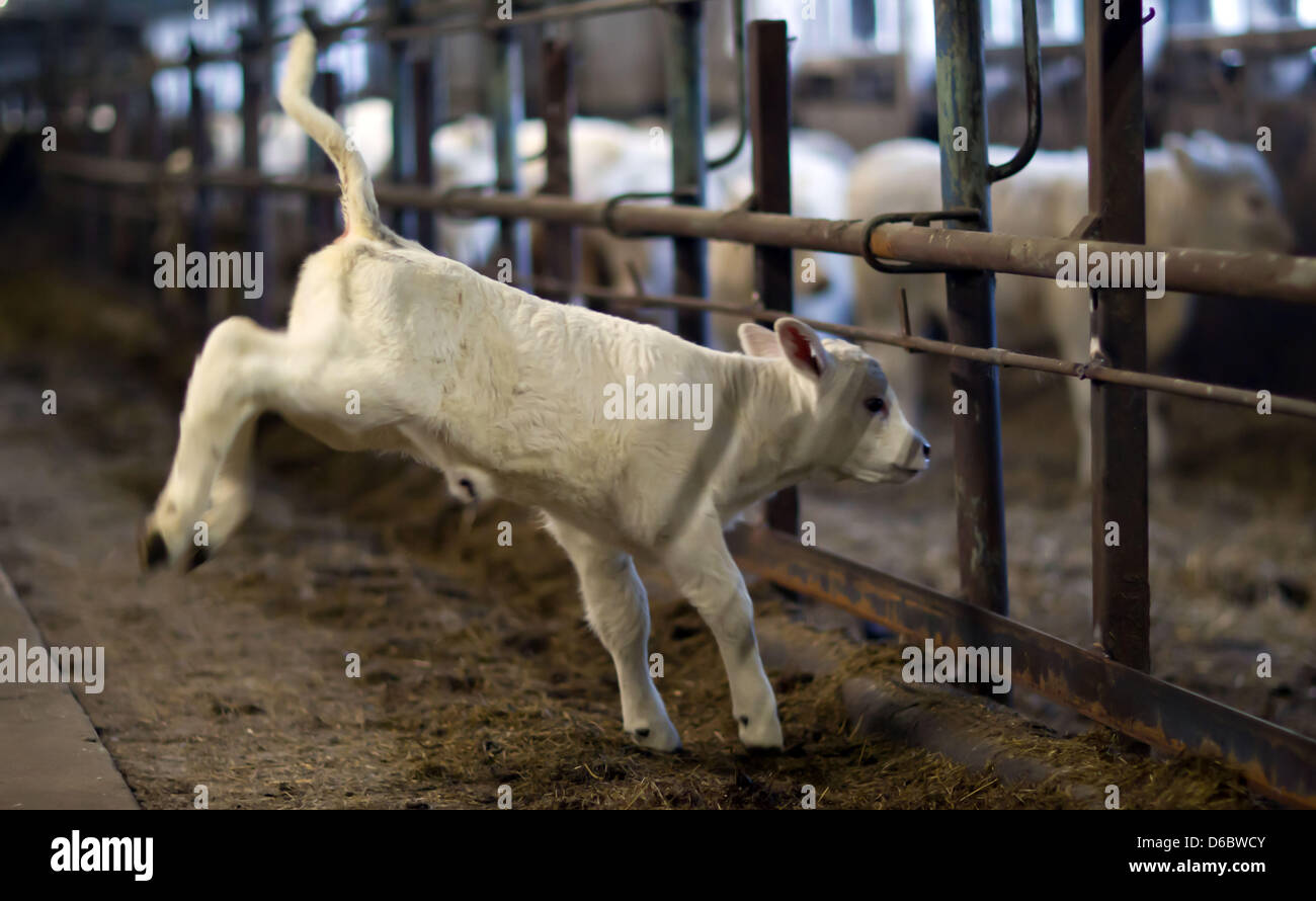 A calf jumps around within its enclosure at the organic farm Gallin in ...