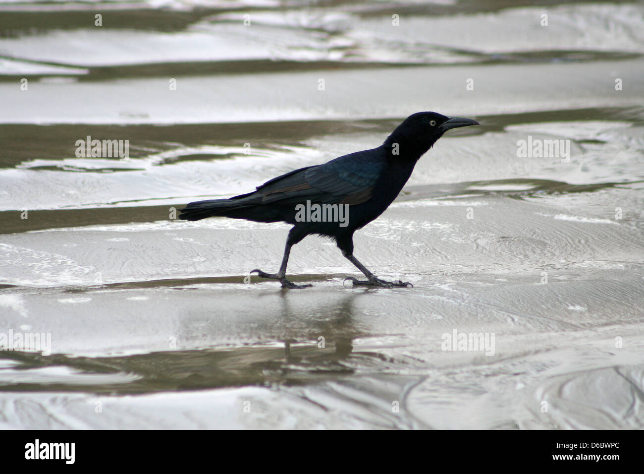 A crow walking on wet sand on a beach on the Pacific Ocean in Tonsupa ...