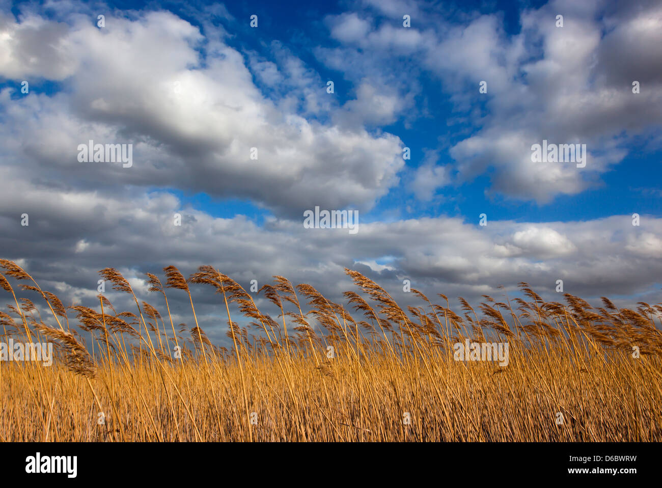 Cley Marshes Nature Reserve on the North Norfolk coast Stock Photo - Alamy