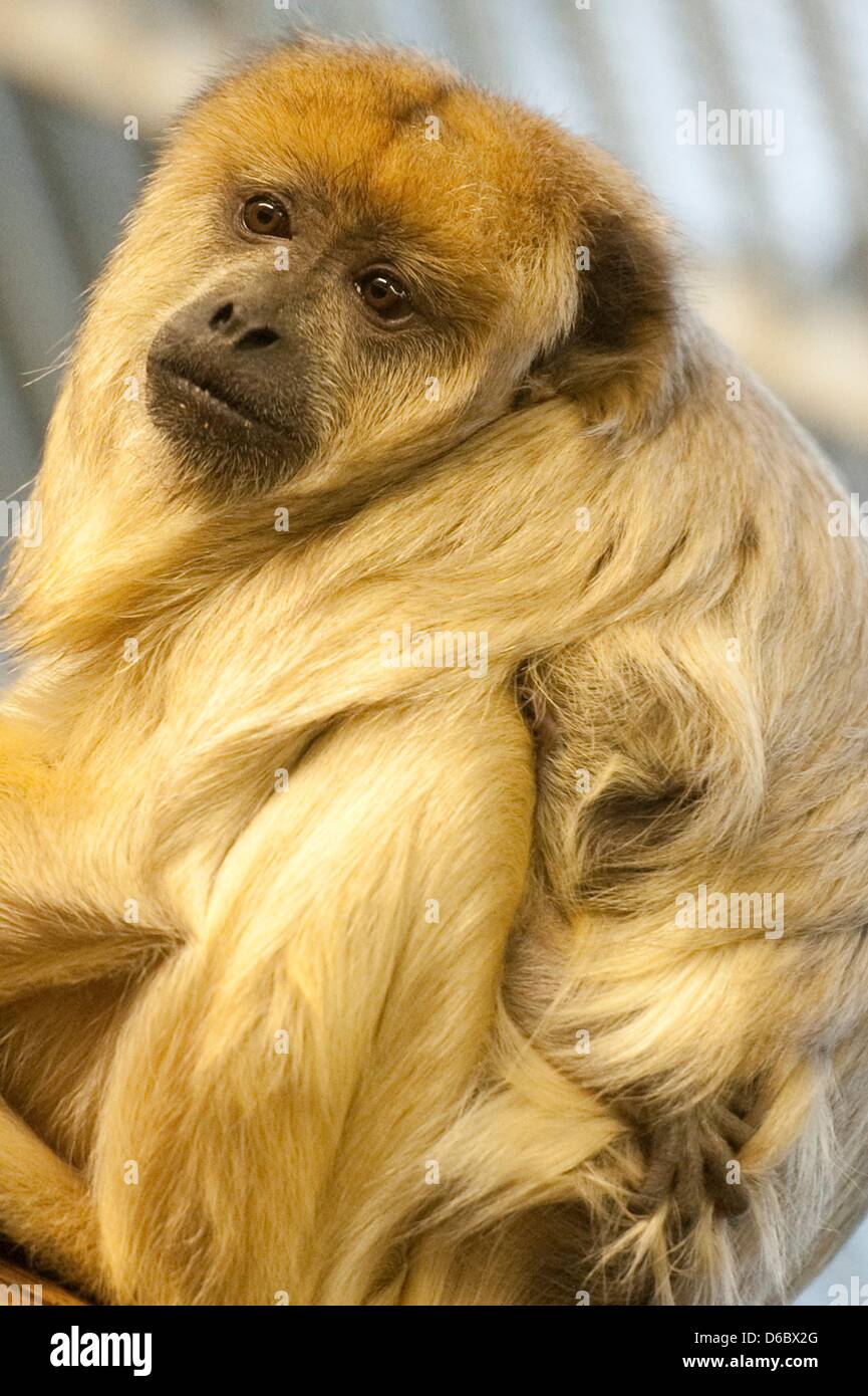A Howler monkey monkey (hand visible below R) clings to the belly of ...