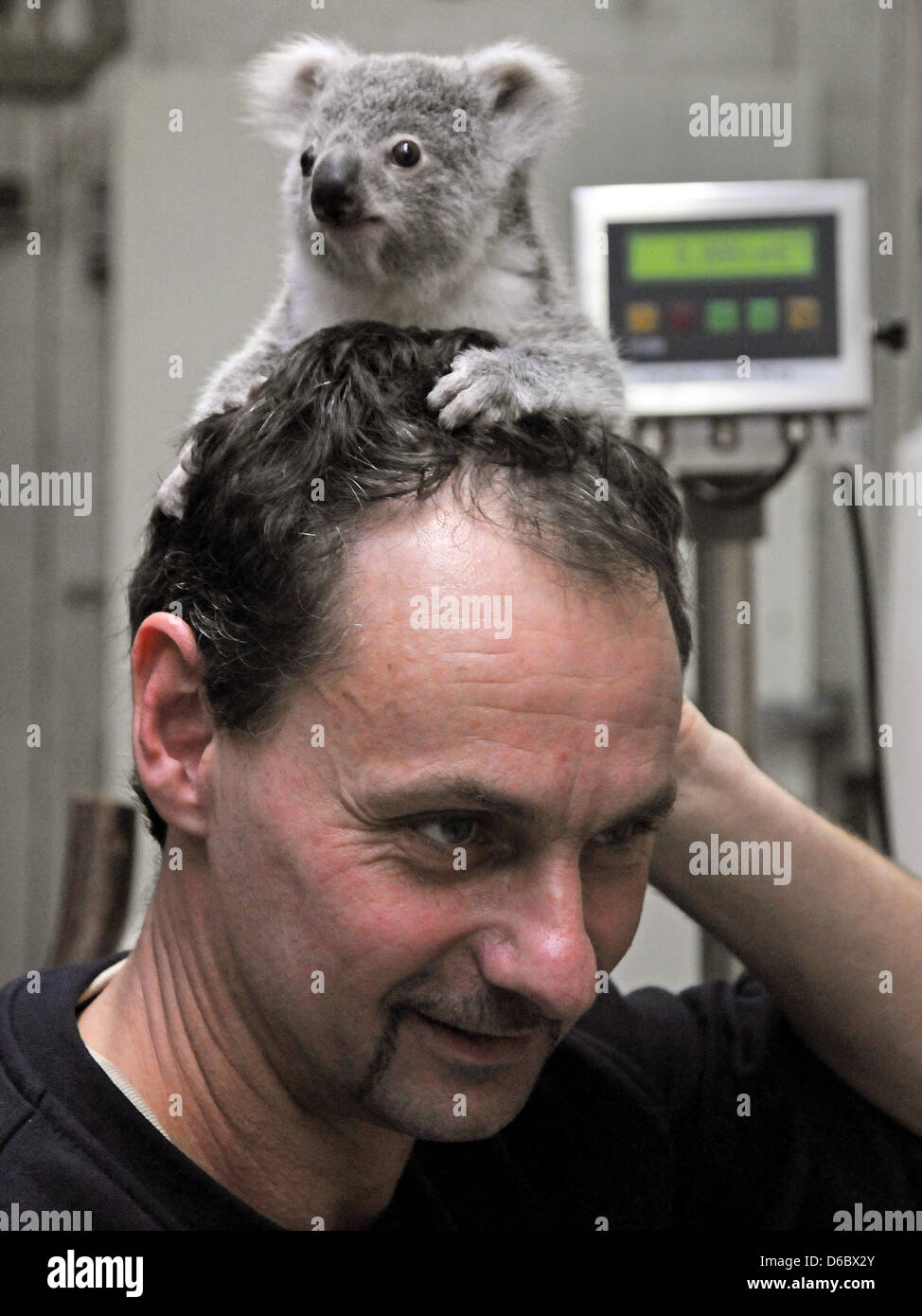 Koala bear 'Alinga' sits on the head of zoo keeper Mario Chindemi in ...