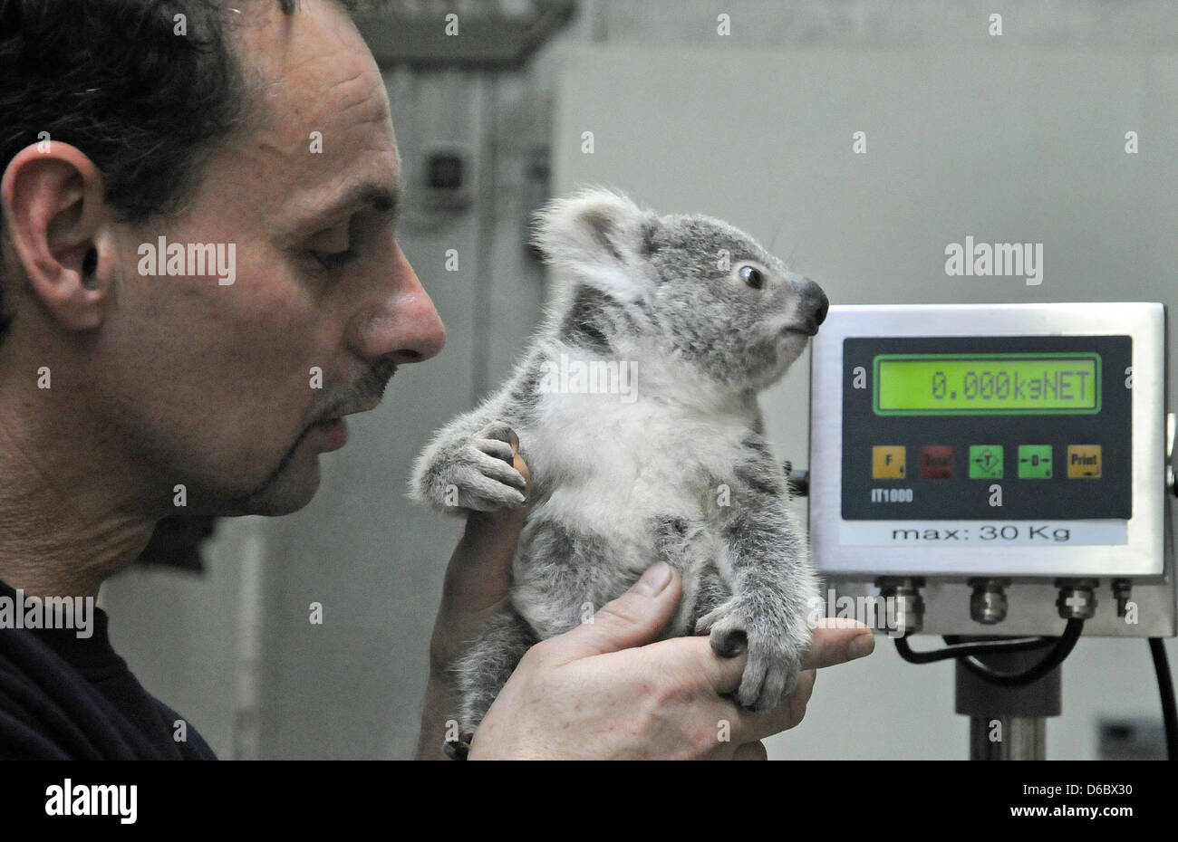 Koala 'Alinga' sits on the hands of zoo keeper Mario Chindemi shortly ...