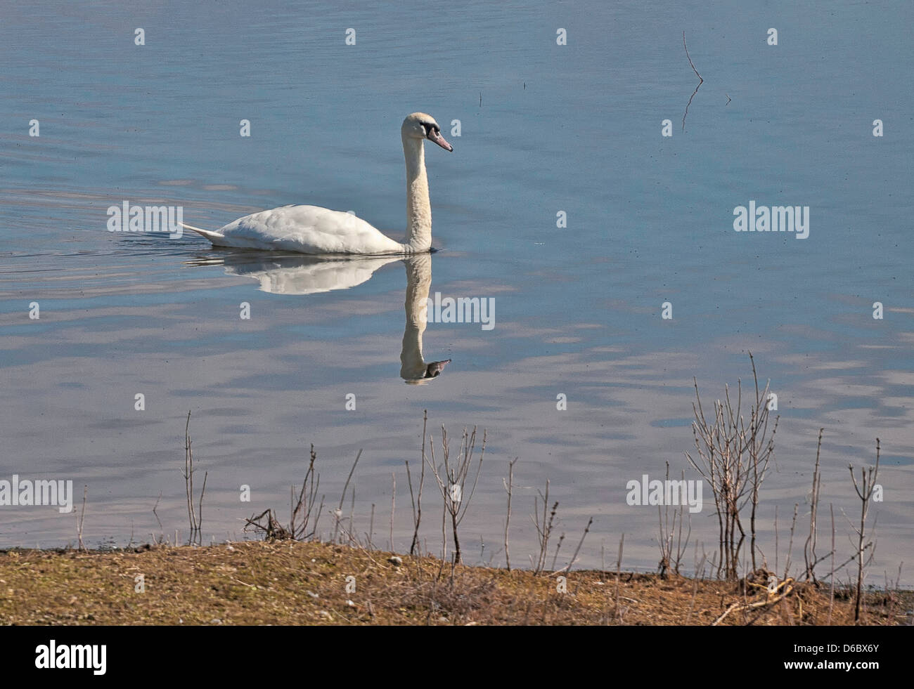 Mute swan at Brockholes nature reserve, Preston, Lancashire Stock Photo ...