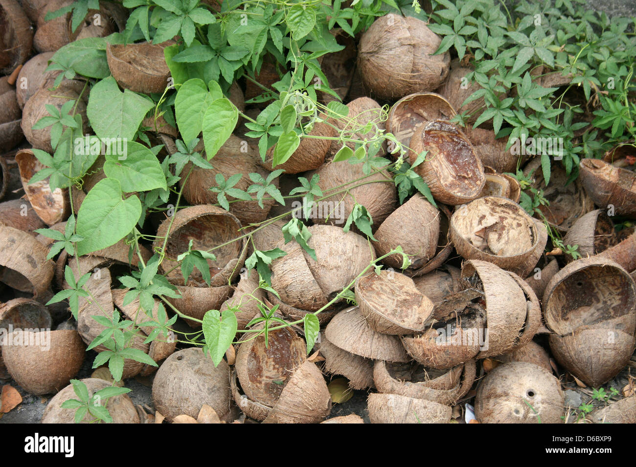 Discarded coconut shells covered in ivy on the side of a road in ...