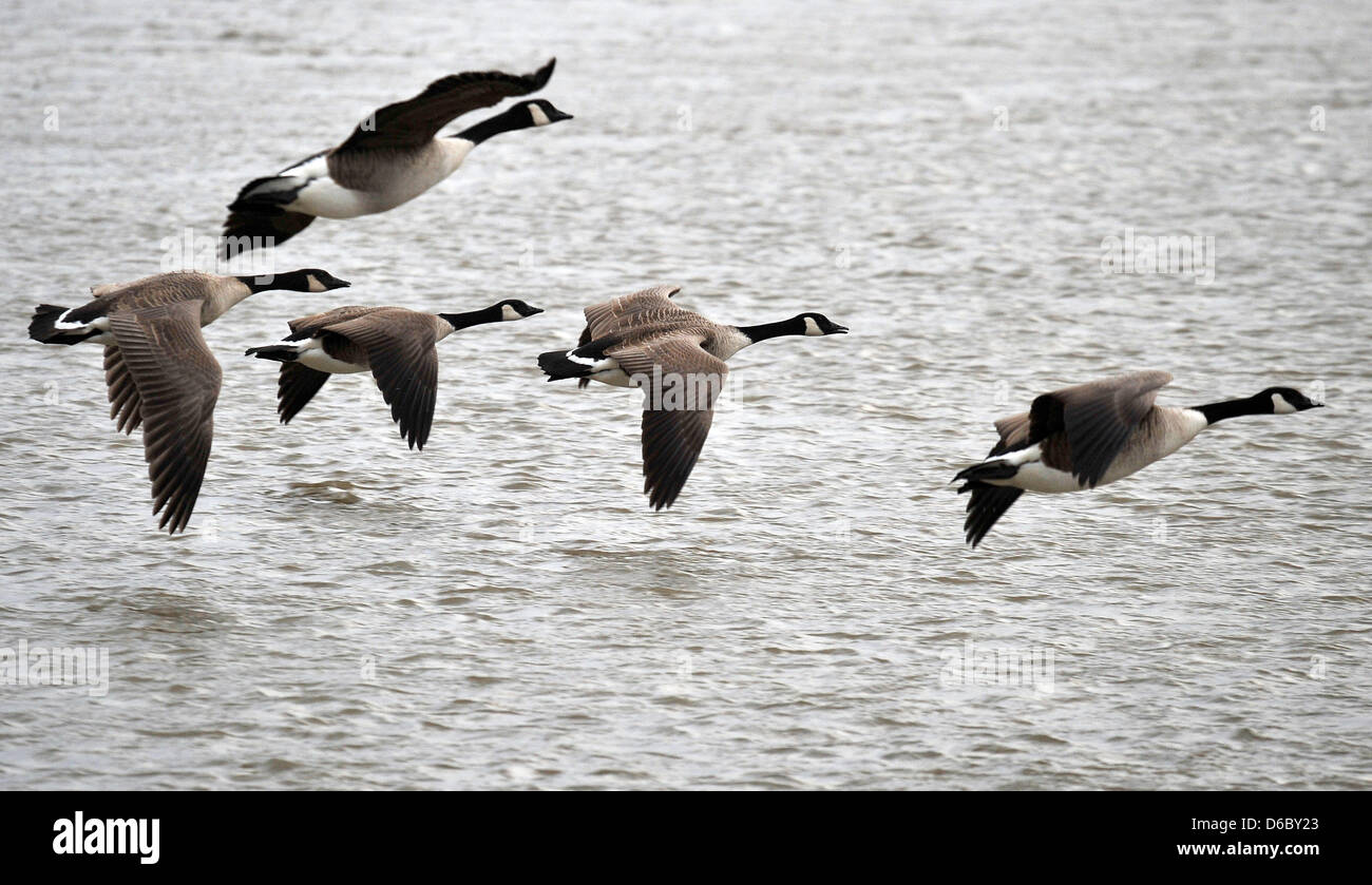 Geese fly over a meadow flooded by the Rhine in Cologne, Germany, 05 ...