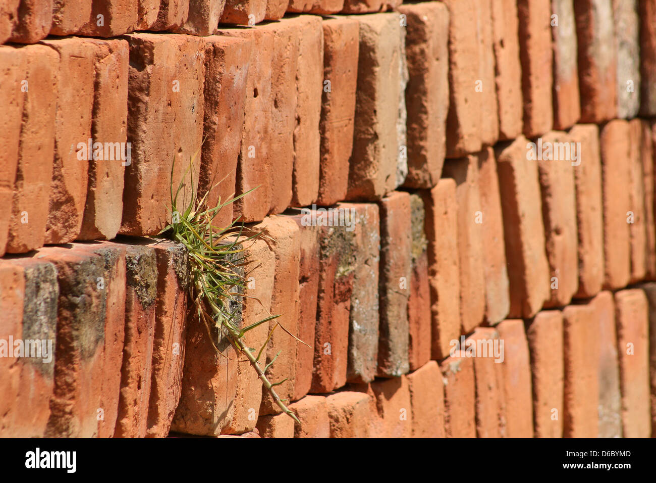 Adobe Wall Construction