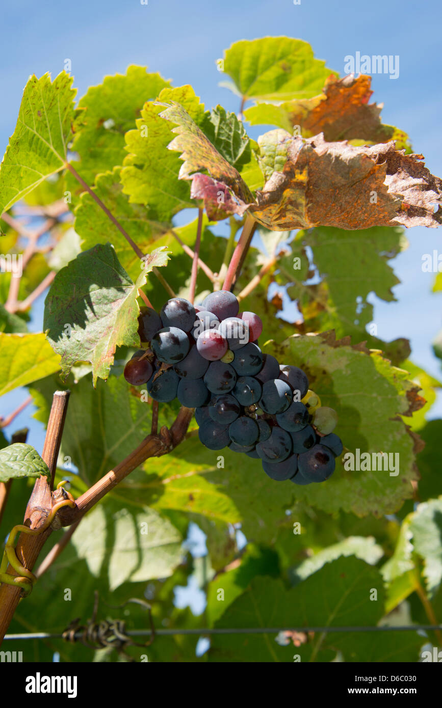 Carrau hi-res stock photography and images - Alamy