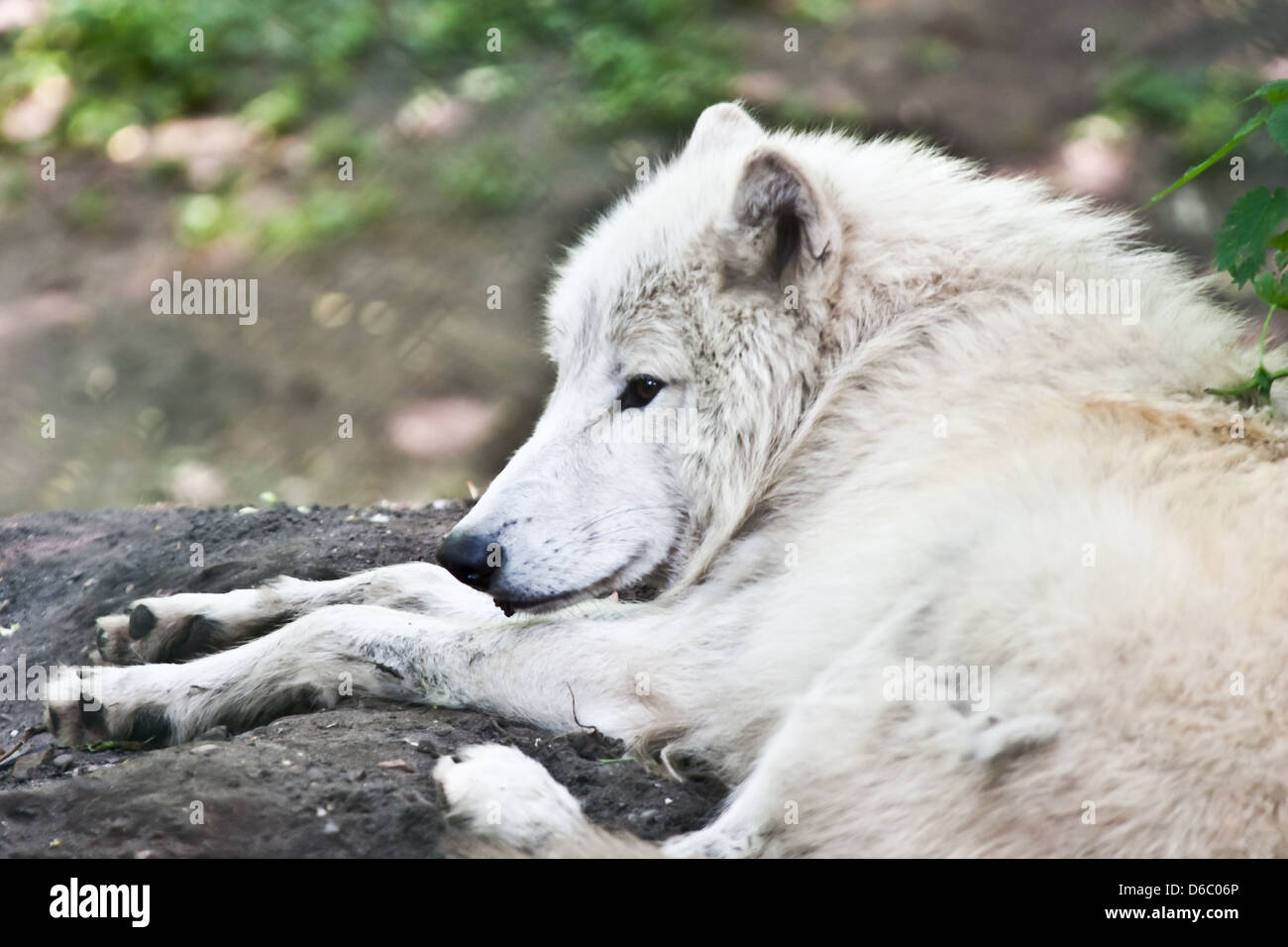 White timber wolf hi-res stock photography and images - Alamy