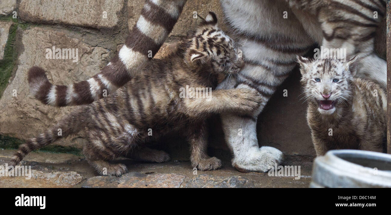 An Unnamed White Tiger Offspring Plays Next To Its Mother Kiara At The