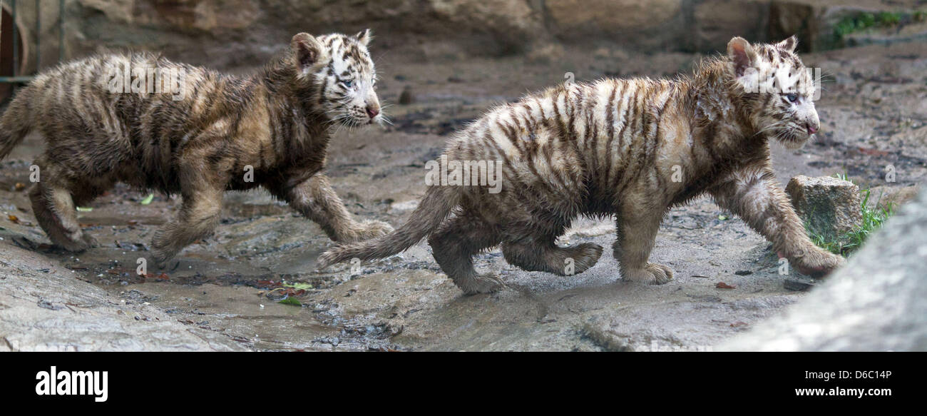 Two unnamed white tiger offspring discover their enclosure at the zoo ...
