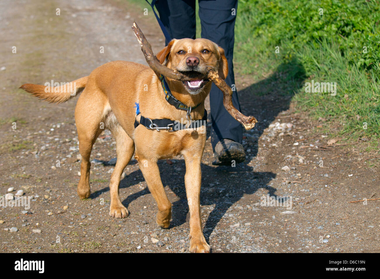 Yellow Labrador running carrying large stick Stock Photo - Alamy