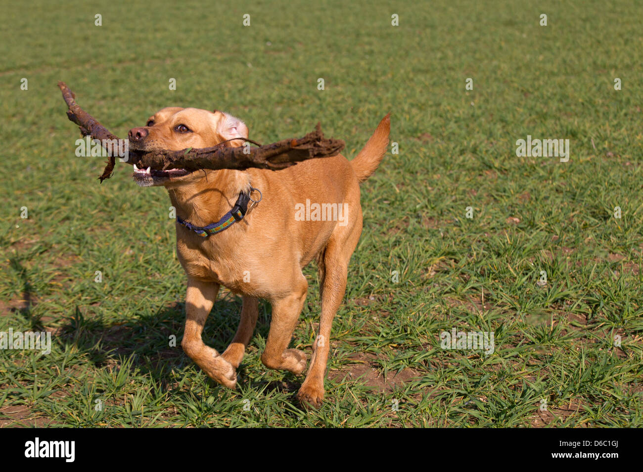 Yellow Labrador running carrying large stick Stock Photo - Alamy