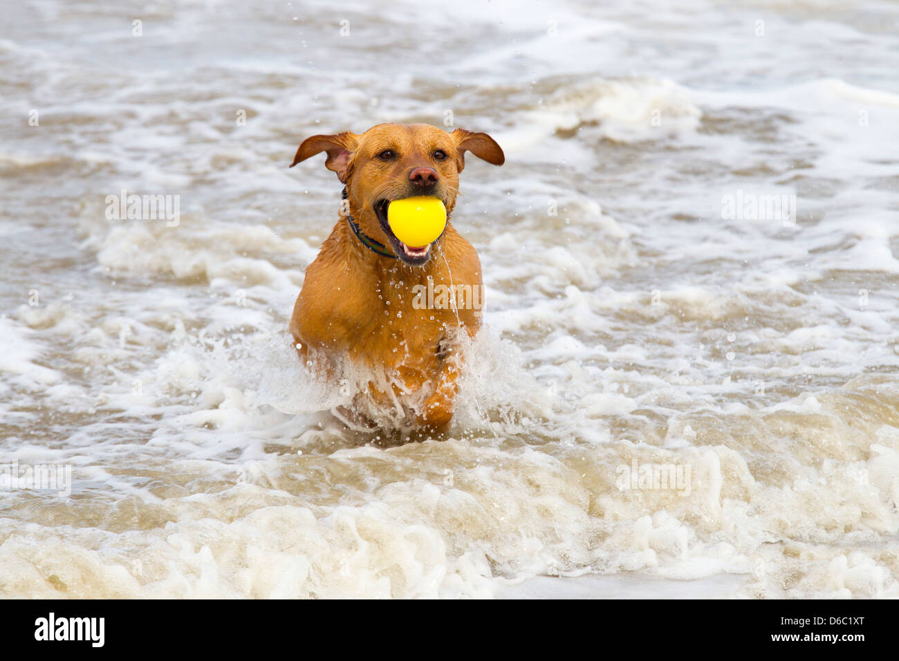Therapy dog labrador hi-res stock photography and images - Alamy