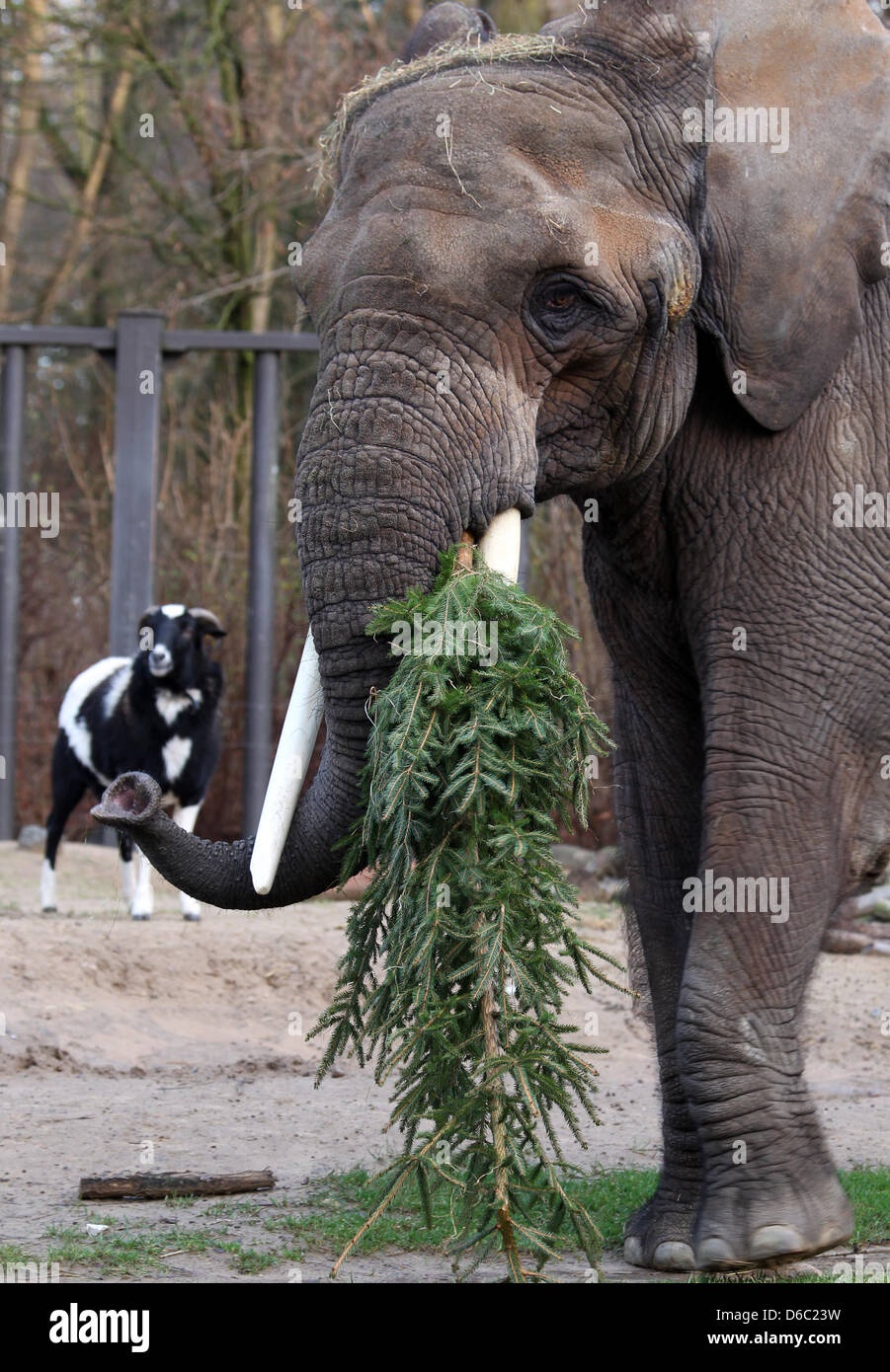 Elephant 'Sara' eats a Christmas tree at the zoo in Rostock, Germany ...