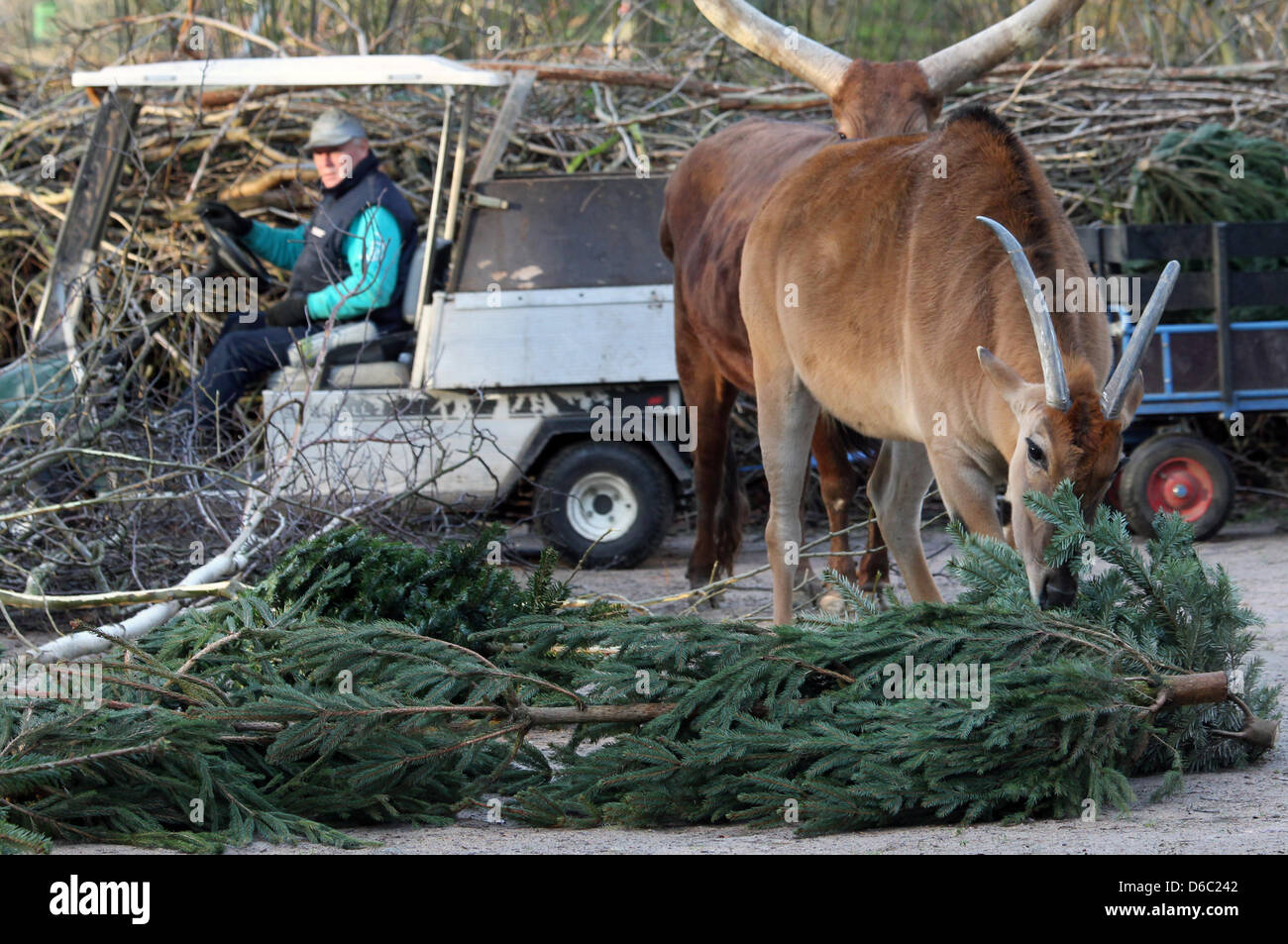 Elands eat a Christmas tree at the zoo in Rostock, Germany, 06 January ...