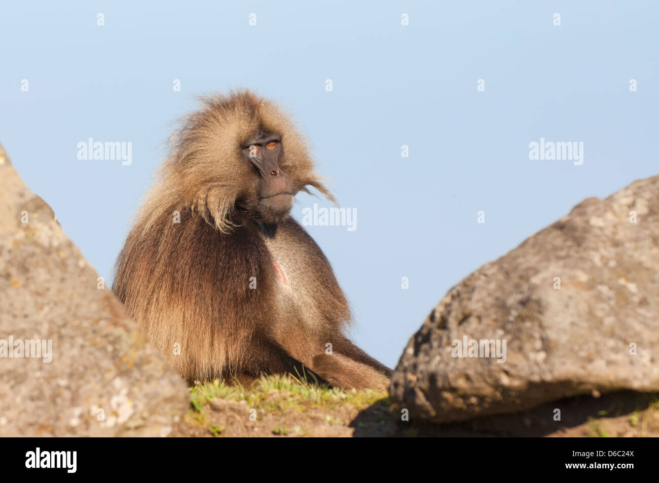 Gelada baboon (Theropithecus Gelada), North Ethiopia Stock Photo - Alamy