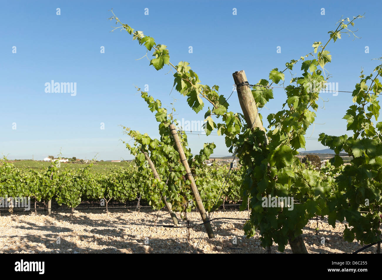 Vine foliage set hi-res stock photography and images - Alamy