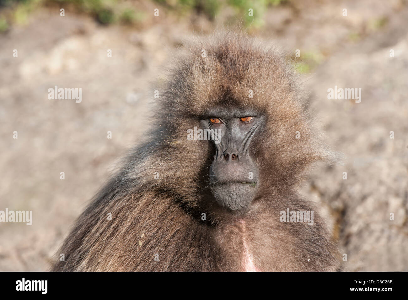 Gelada baboon (Theropithecus Gelada), North Ethiopia Stock Photo - Alamy