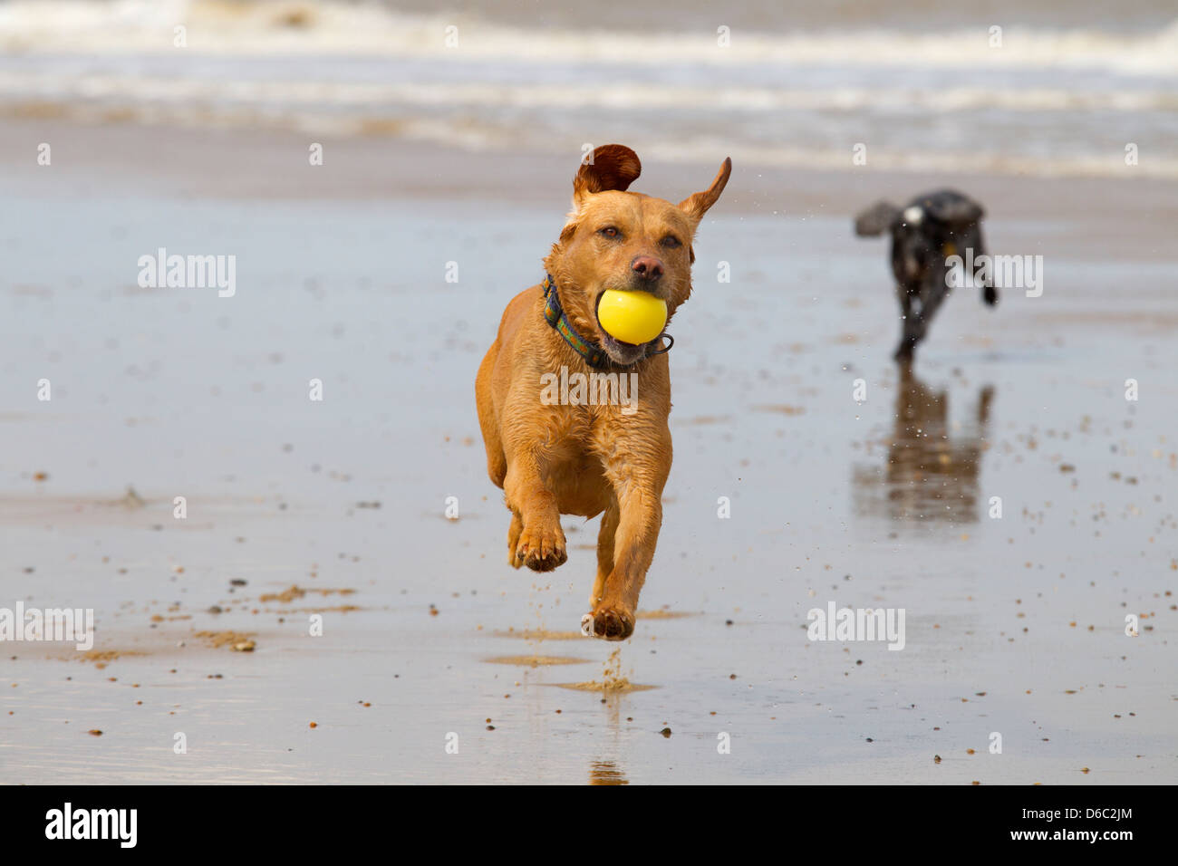 Yellow Labrador playing with ball Stock Photo - Alamy