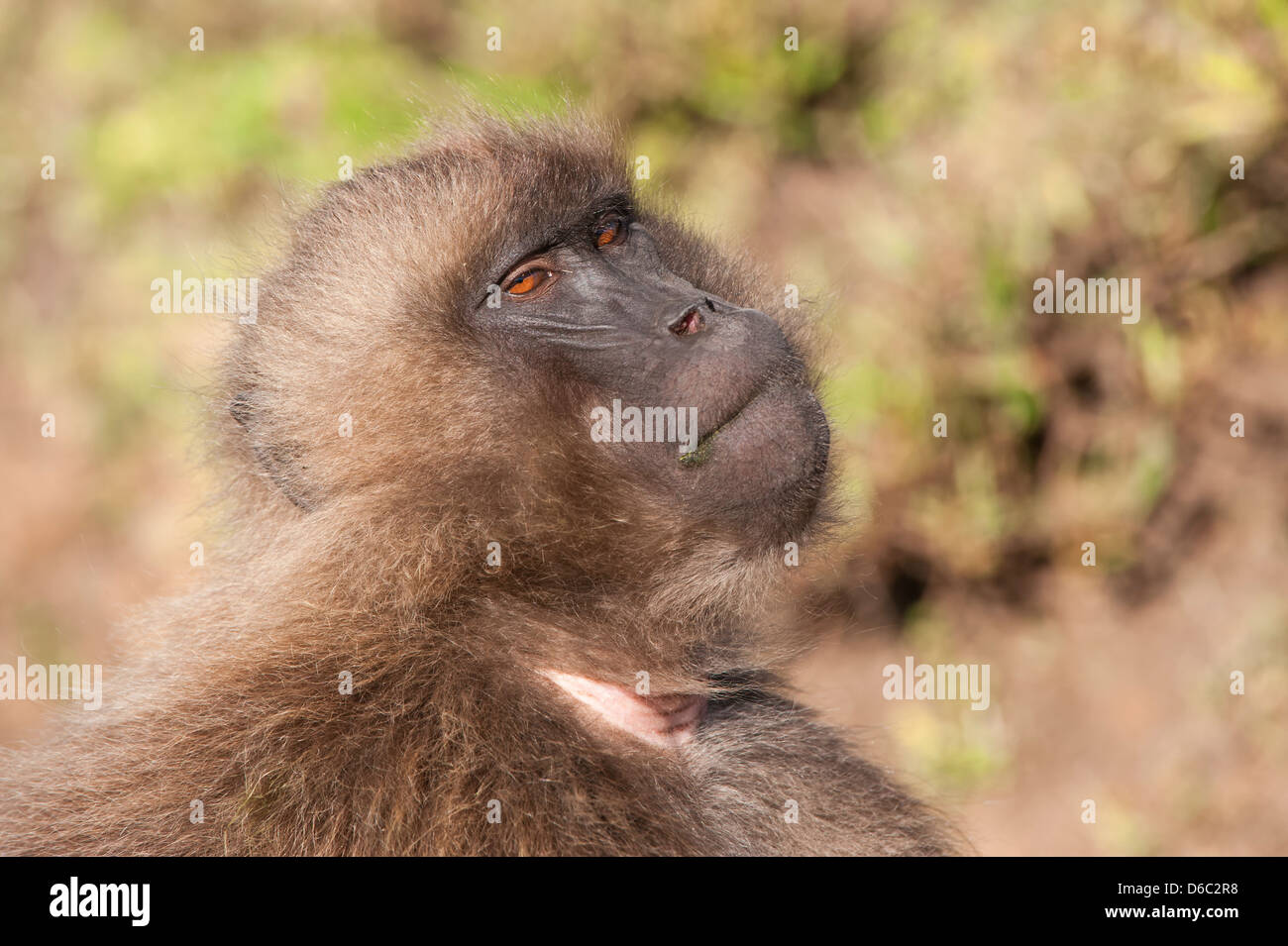 Africa african ethiopia ethiopian gelada hi-res stock photography and ...