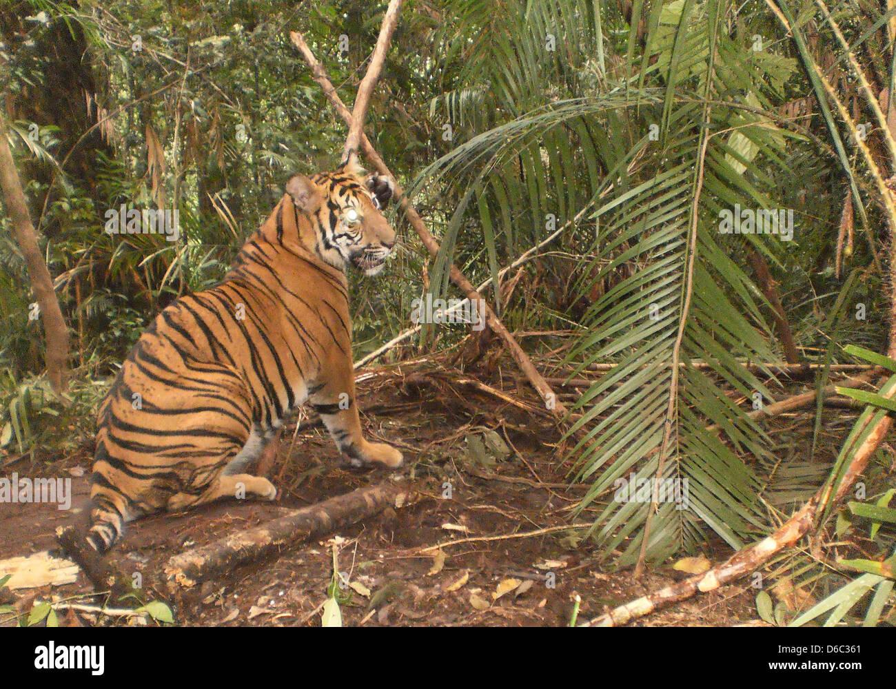 Tiger trap hi-res stock photography and images - Alamy