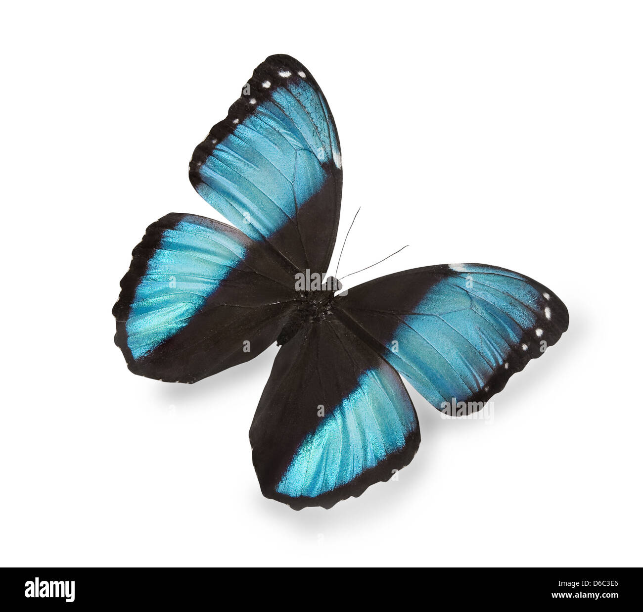 Blue butterfly isolated on white Stock Photo - Alamy