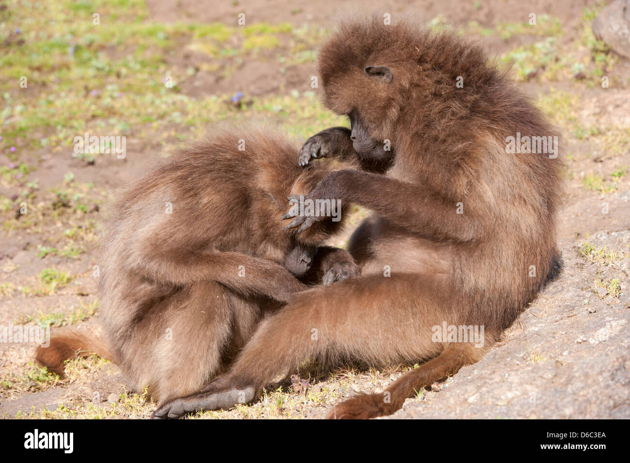 Gelada baboon (Theropithecus Gelada) grooming each other, North ...
