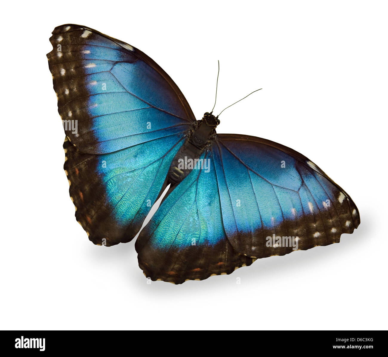 Resting blue butterfly Cut Out Stock Images & Pictures - Alamy