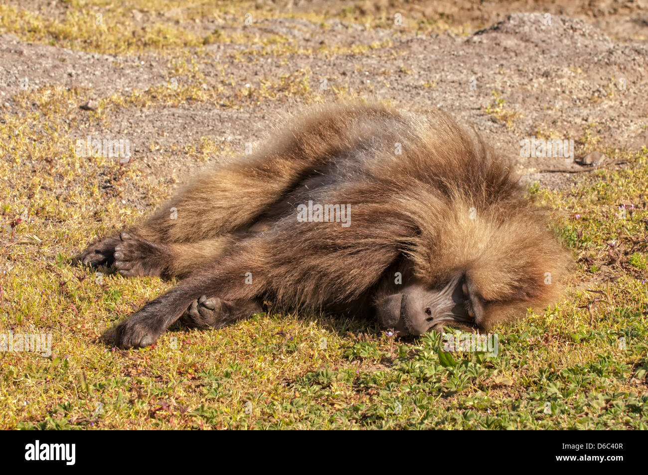 Gelada baboon (Theropithecus Gelada) sleeping on the ground, North ...