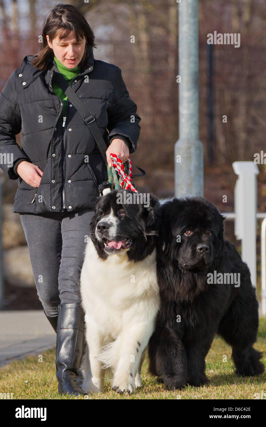 Mambo dog hi-res stock photography and images - Alamy