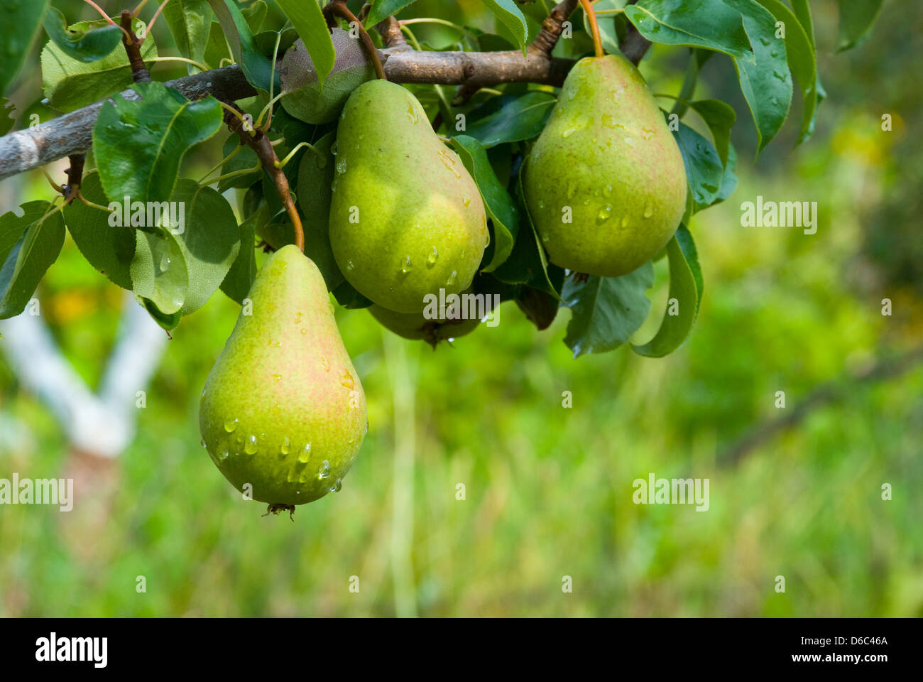 Juicy pears on tree Stock Photo - Alamy