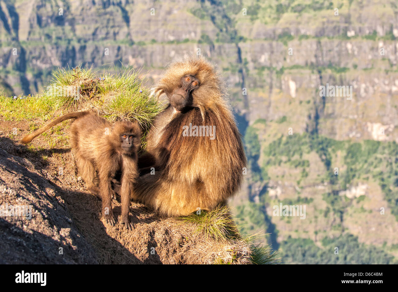 Gelada baboons (Theropithecus Gelada) on a cliff, North Ethiopia Stock ...