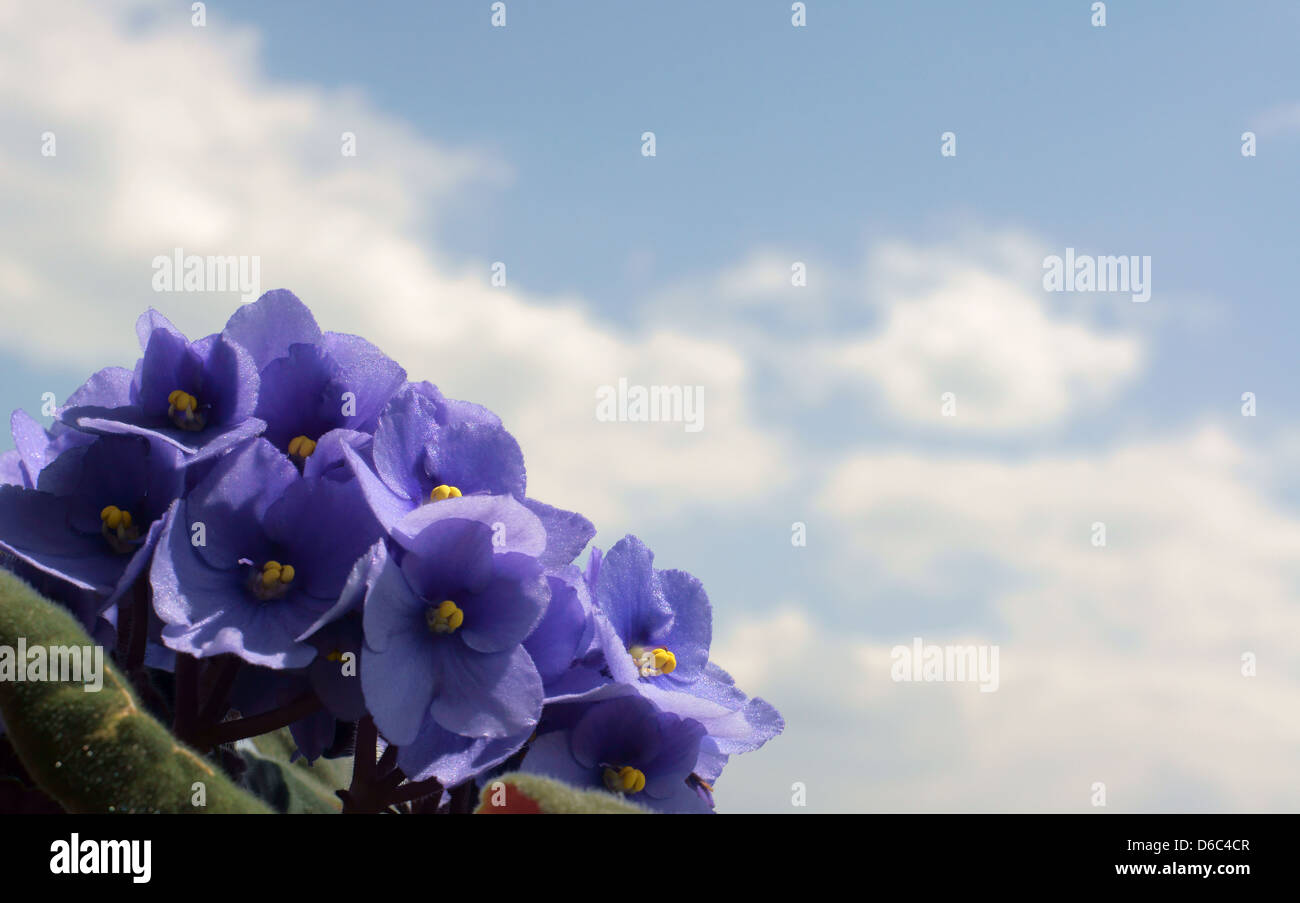 viola flower, Poland Stock Photo - Alamy