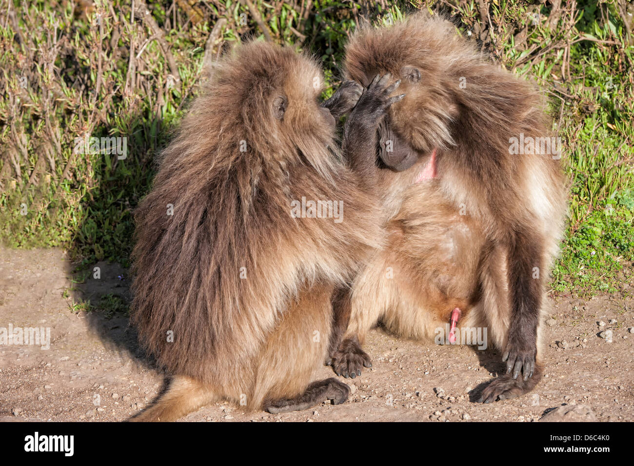 Gelada baboons (Theropithecus Gelada) grooming each other, North ...