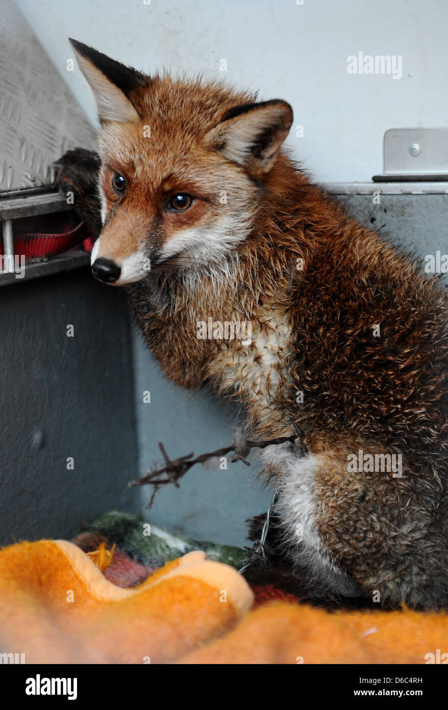An injured fox sits in a vehicle of the Hamburg animal shelter at the ...
