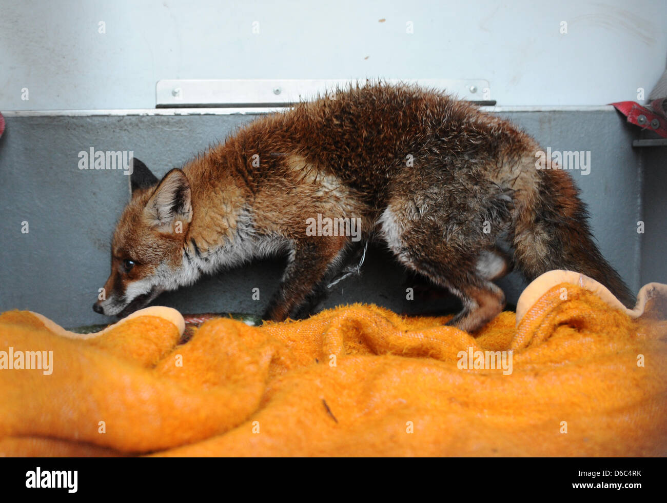 An injured fox sits in a vehicle of the Hamburg animal shelter at the ...