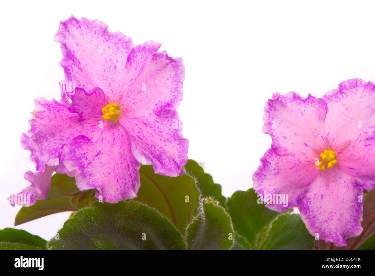 Fresh violets isolated on white background Stock Photo - Alamy