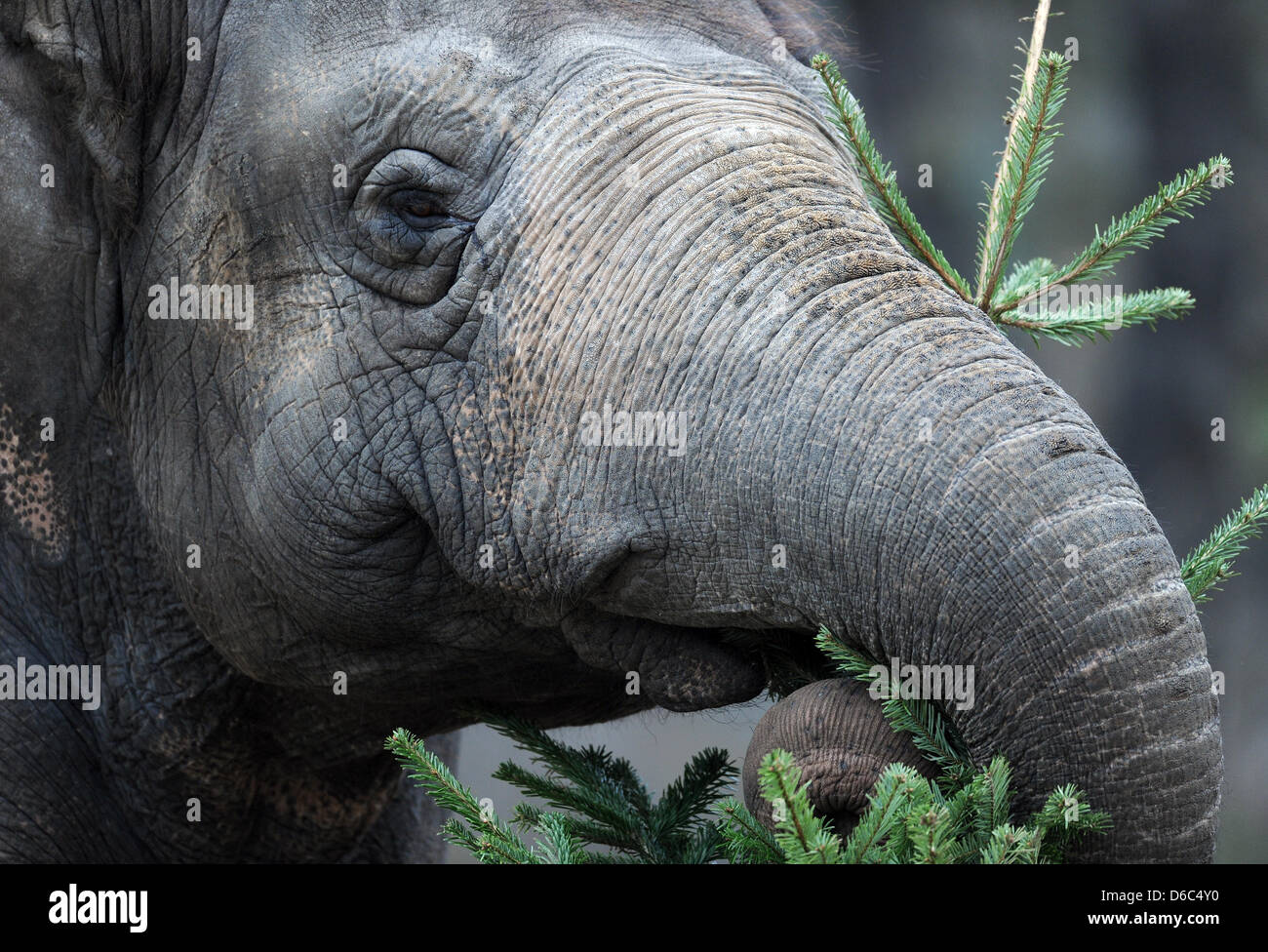 An elephant eats parts of a fir tree at the Berlin zoo in Berlin ...