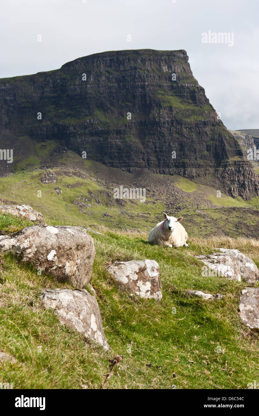 Sheep in Scotland Stock Photo - Alamy