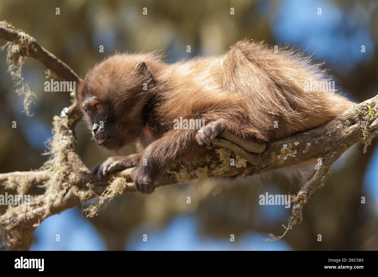 Baby Gelada baboon (Theropithecus Gelada), North Ethiopia Stock Photo ...